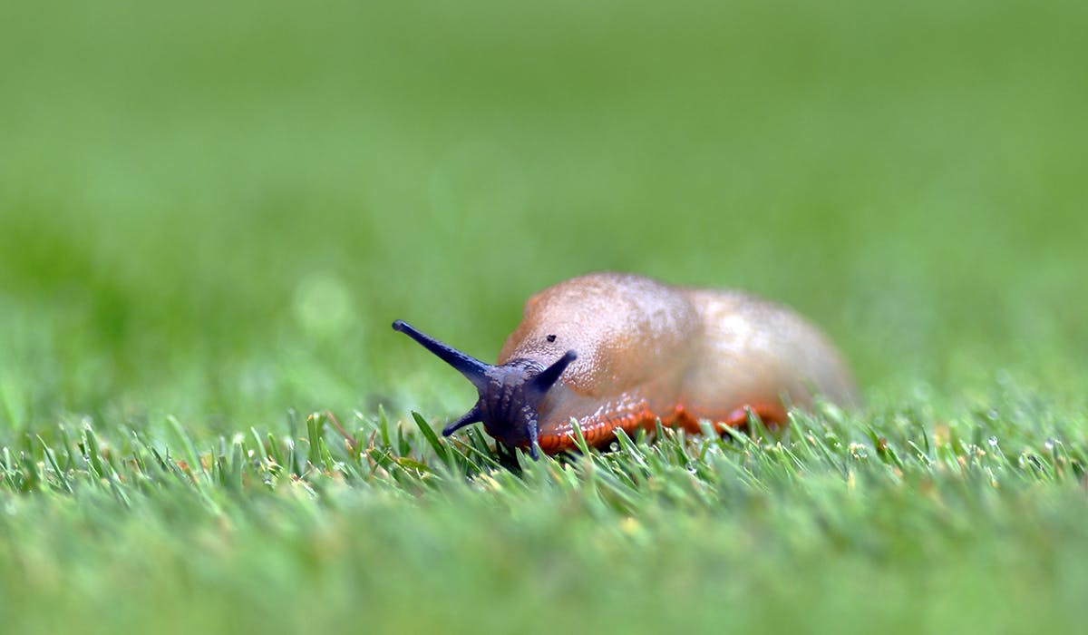 How to get rid of slugs with the best natural slug repellent