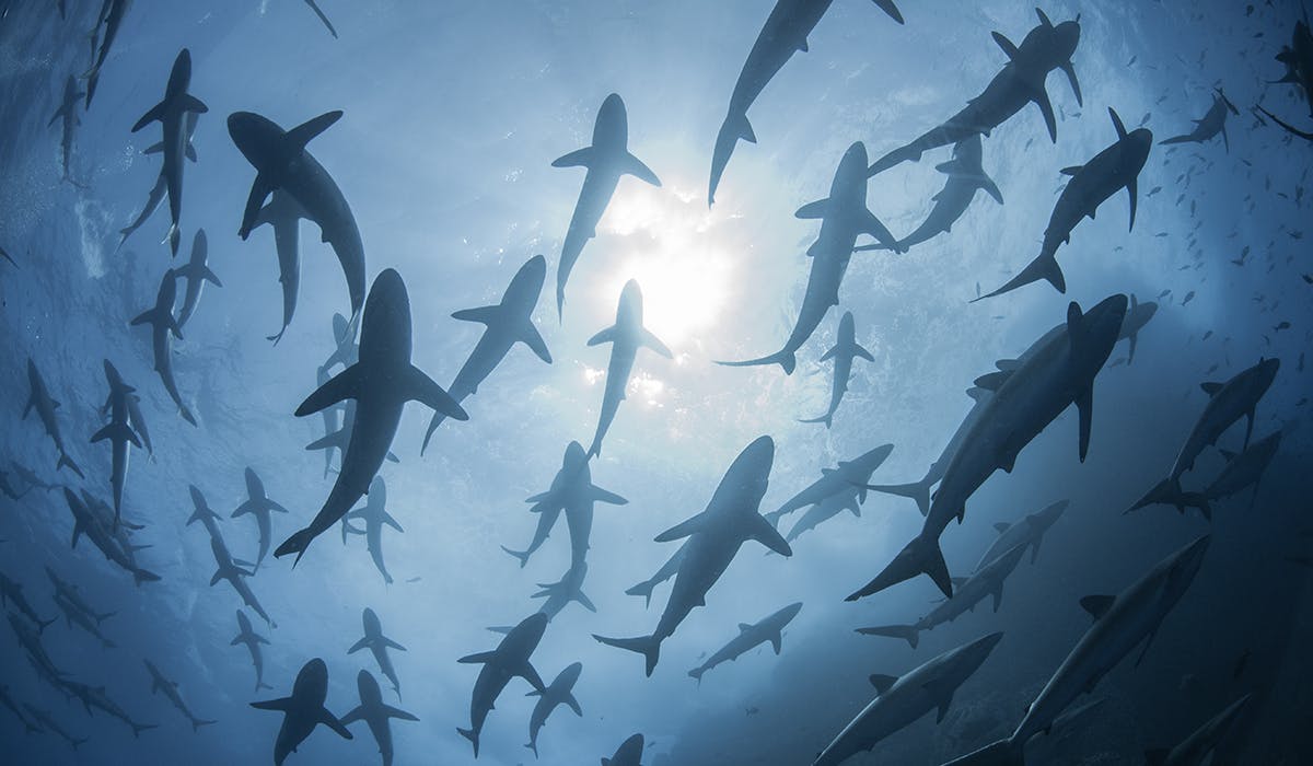 10 things you didn’t know about sharks | Life | Yours