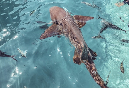 10 things you didn’t know about sharks | Life | Yours