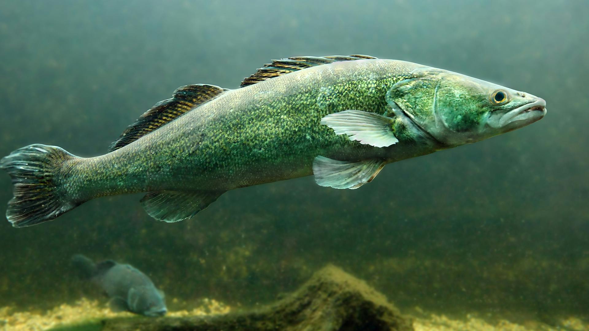 Trust adopts a ‘balanced approach’ to zander | Angling Times