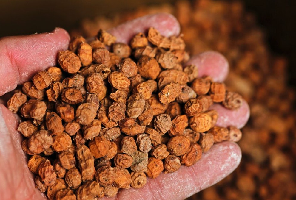Why tiger nuts are one of the best baits for carp fishing | Angling Times