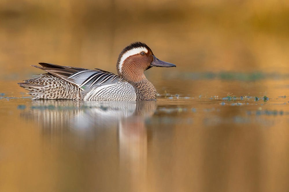5 birds to find in August | Features | Bird Watching