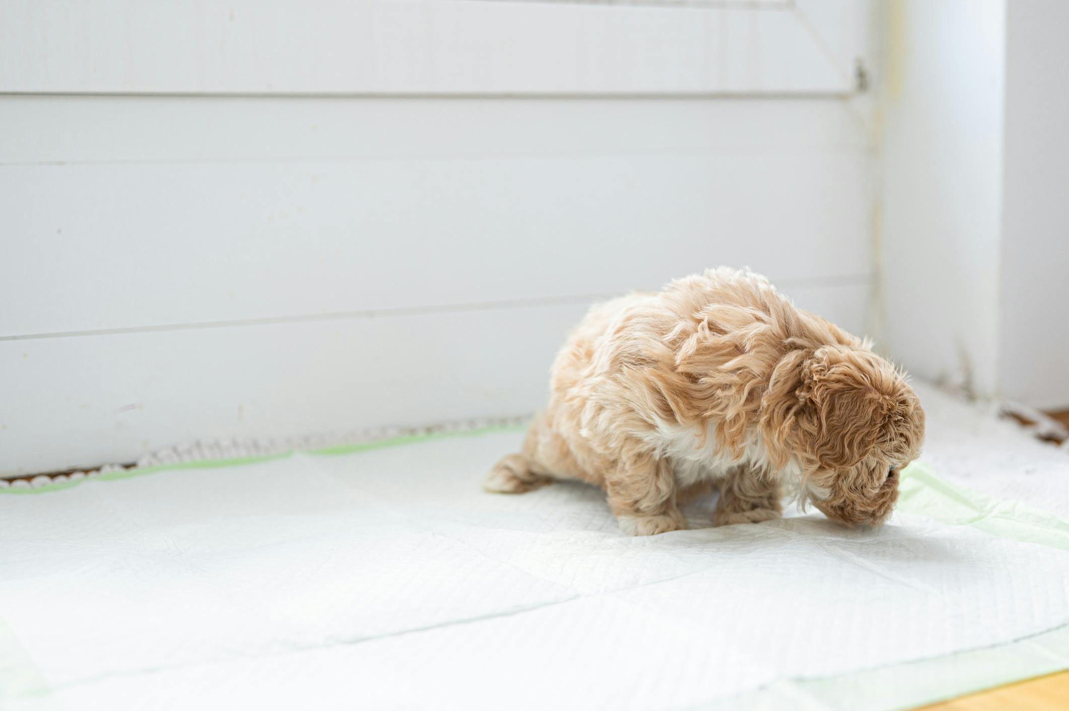 Pets | Take A Break