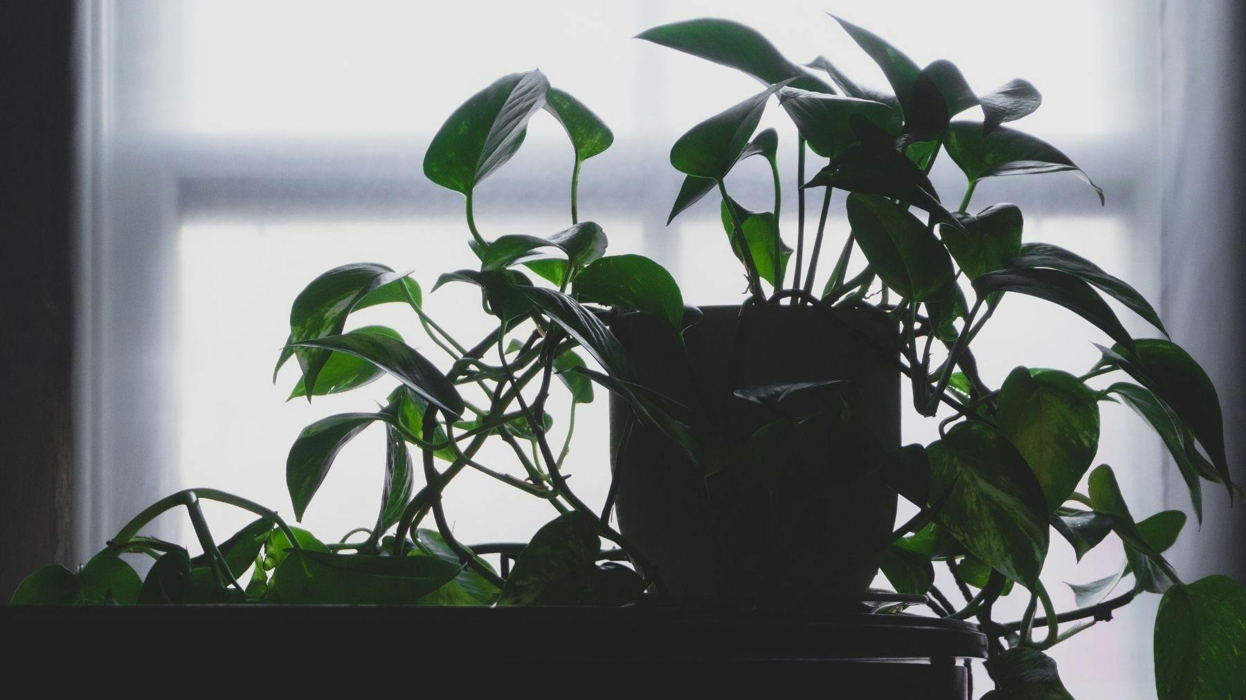 The Best Low Light Indoor Plants