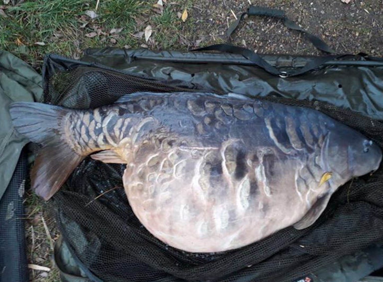 What next for the British carp record? | Angling Times