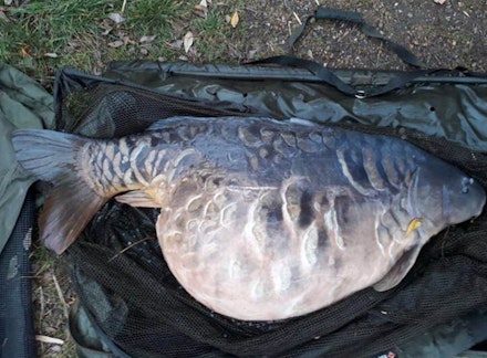 The biggest carp ever caught in Britain was an 83lb 4oz mirror known as ...