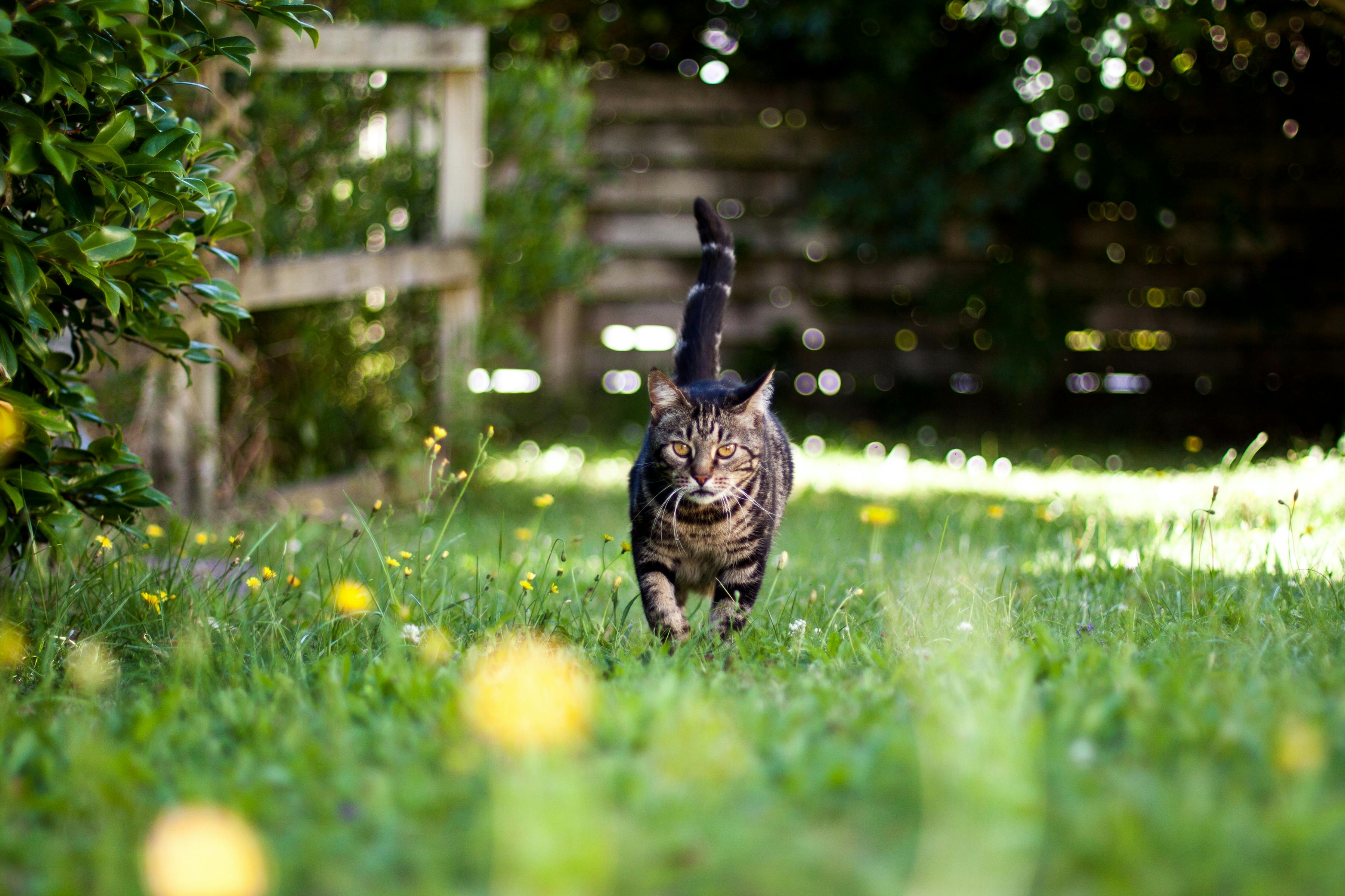 How to stop cats pooping in your garden