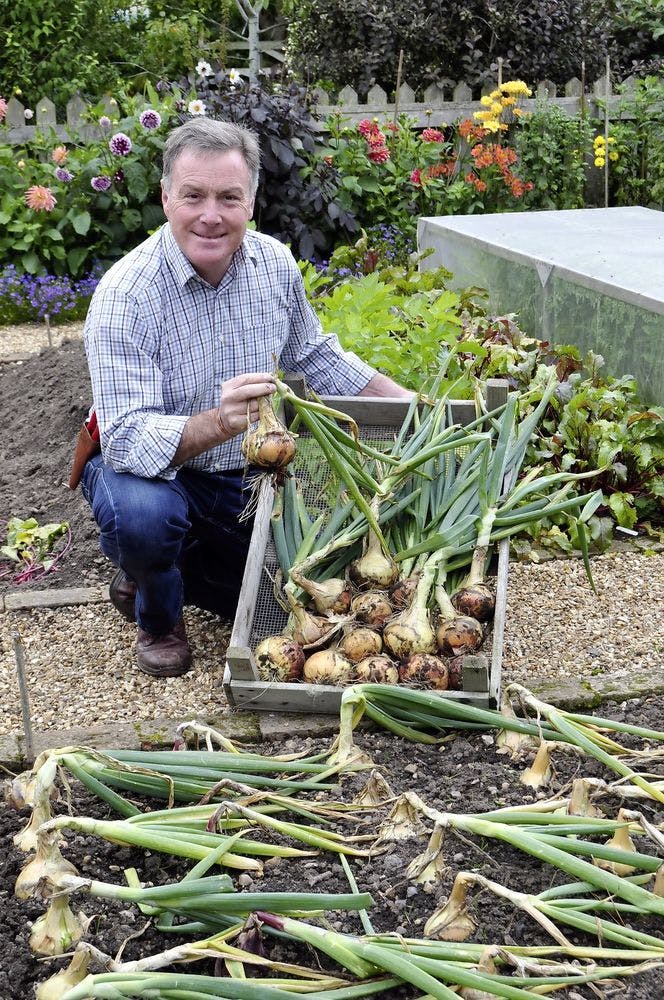 Lift And Dry Onions | Garden News