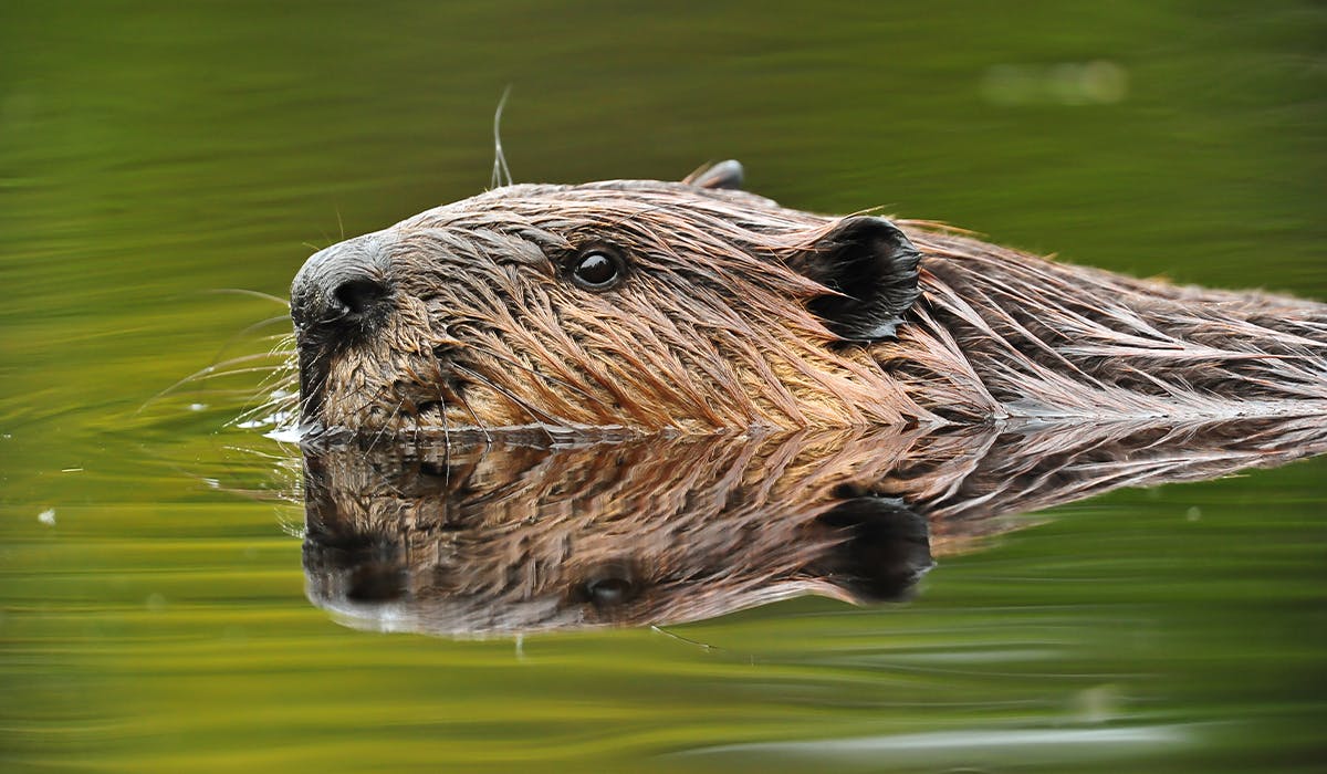 Beavers UK: Why are they good for the environment?