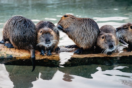 Beavers UK: Why are they good for the environment? | Life | Yours