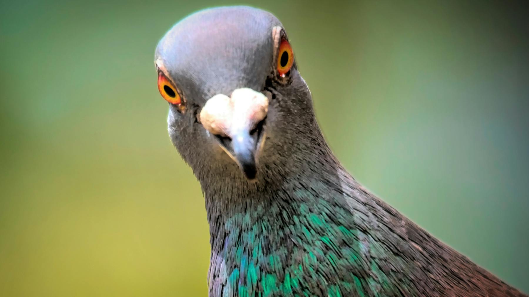 The Best Bird Dropping Removers