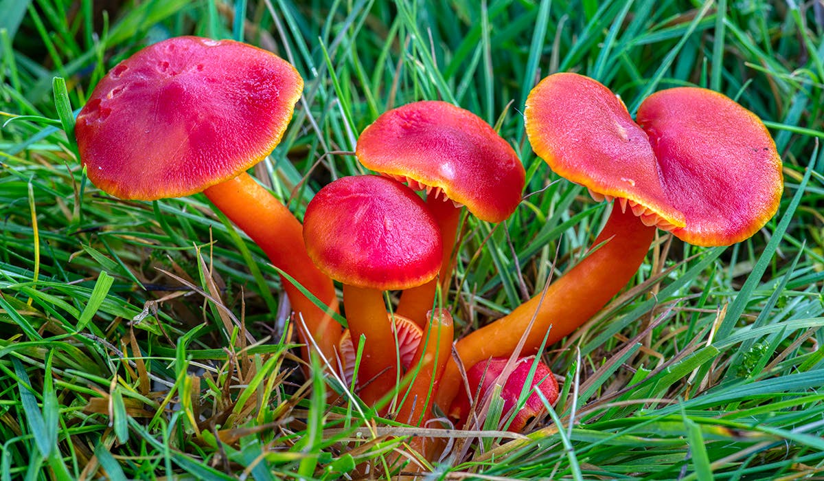 Join the waxcap hunt!