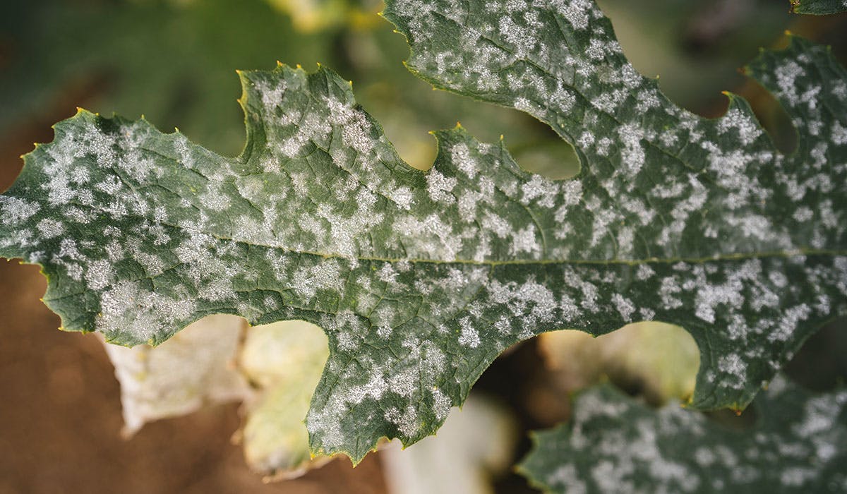 How to spot and treat fungal diseases in plants