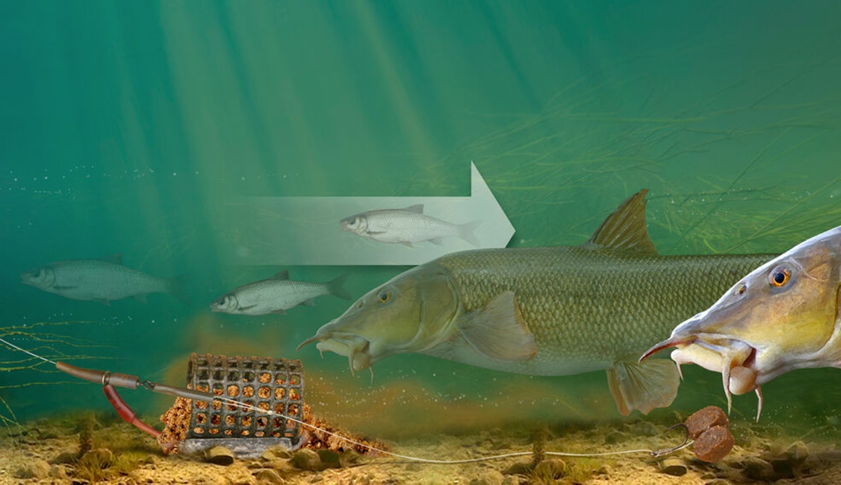 How to make the barbel pellet feeder rig | Angling Times