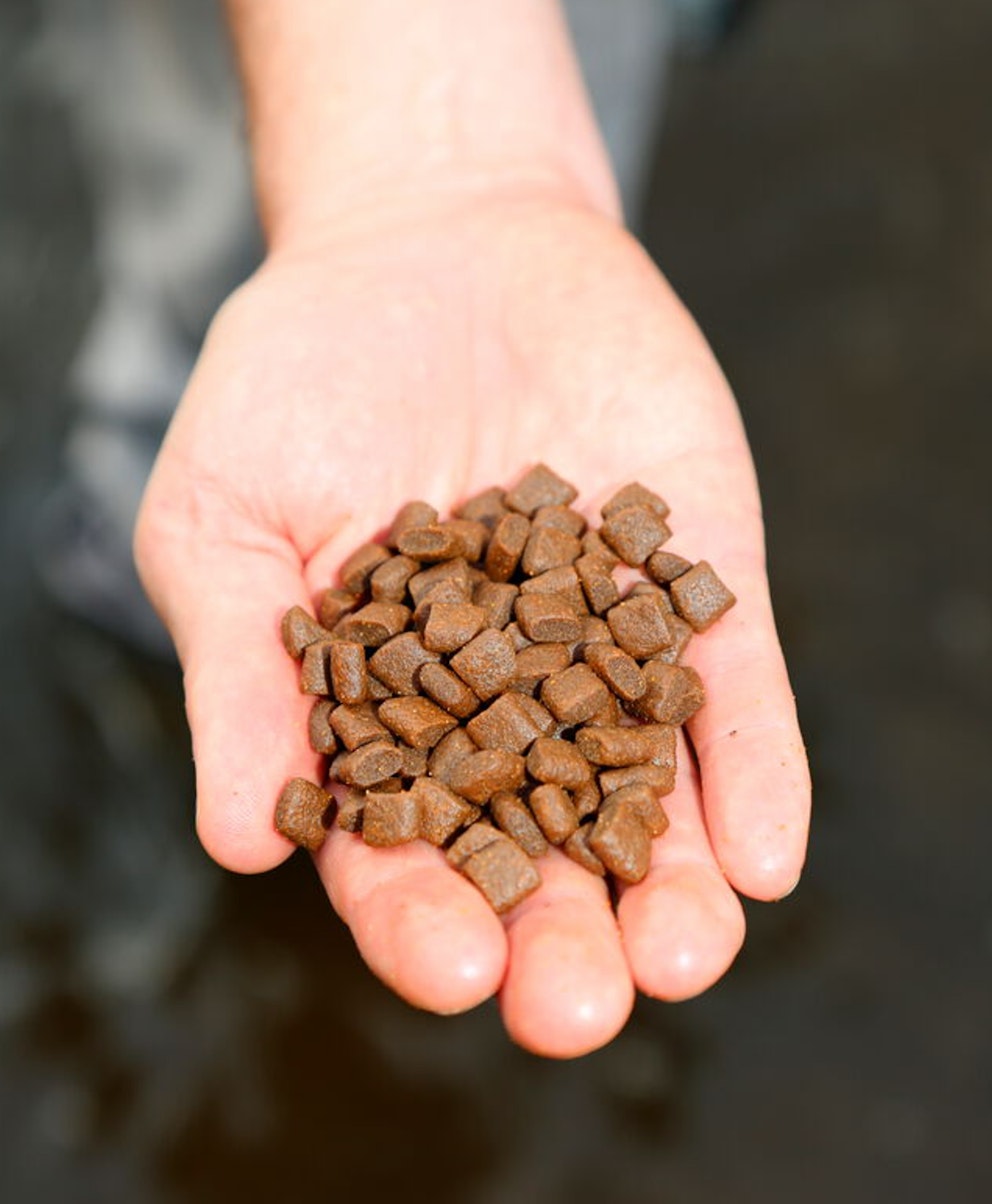 How to make the barbel pellet feeder rig | Angling Times