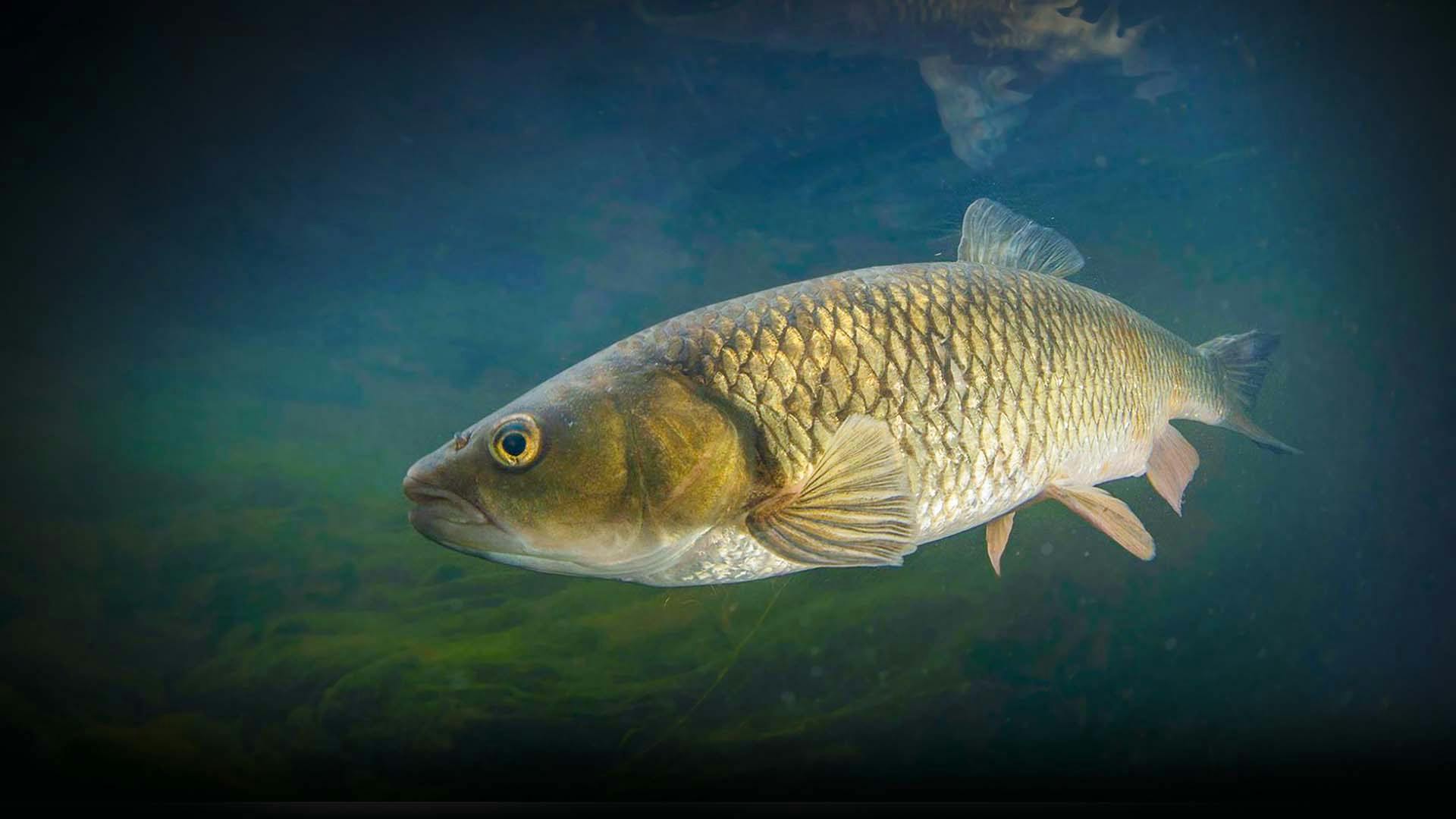 10 great chub fishing tips | Angling Times