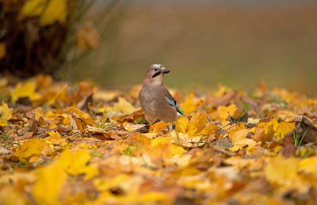 Alamy_D0PYAR_Jay*.JPG?format=jpg&quality=80&width=960&height=540&ratio ...