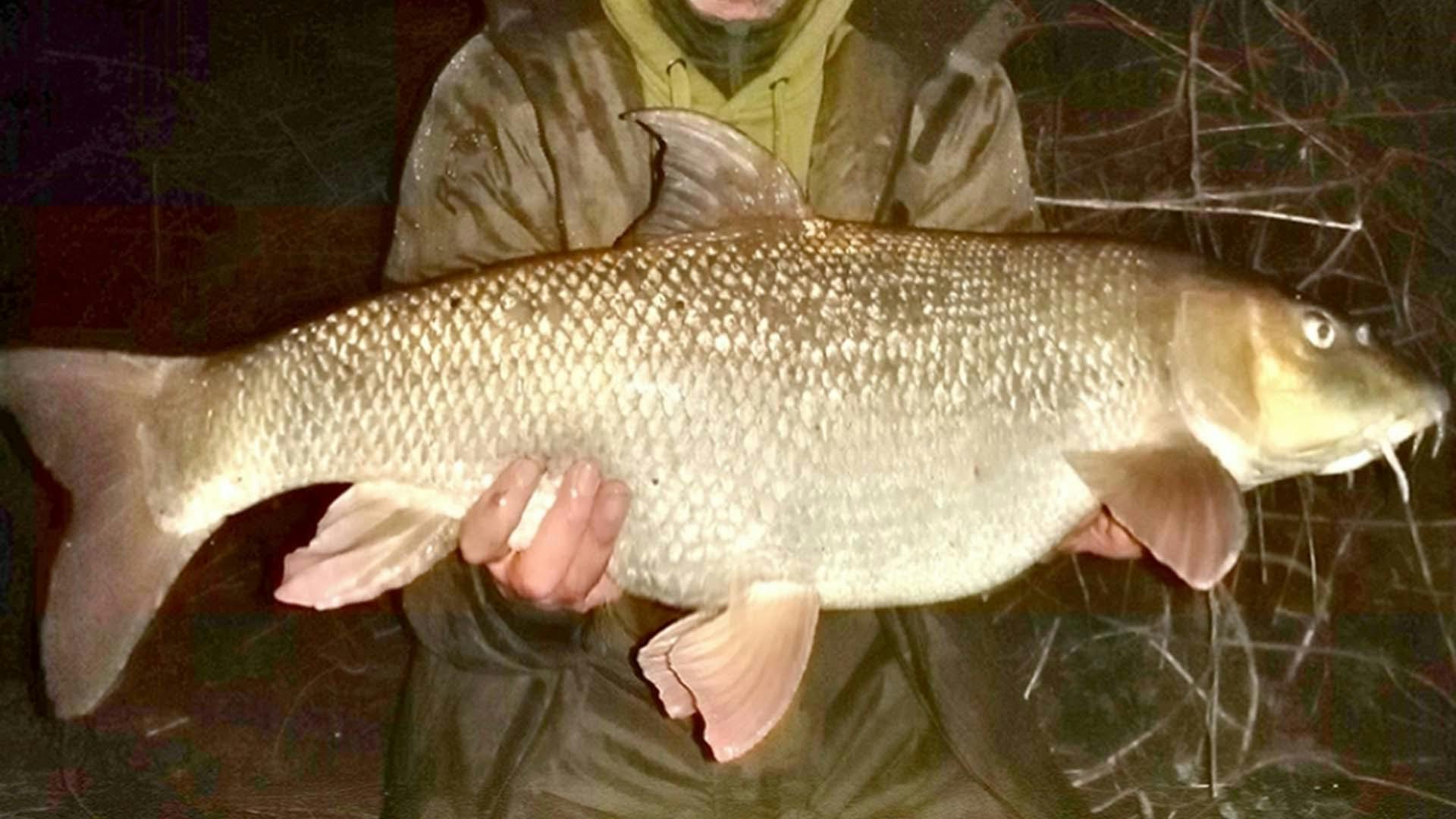 Angler catches his second 18lb-plus barbel of the season…from two ...