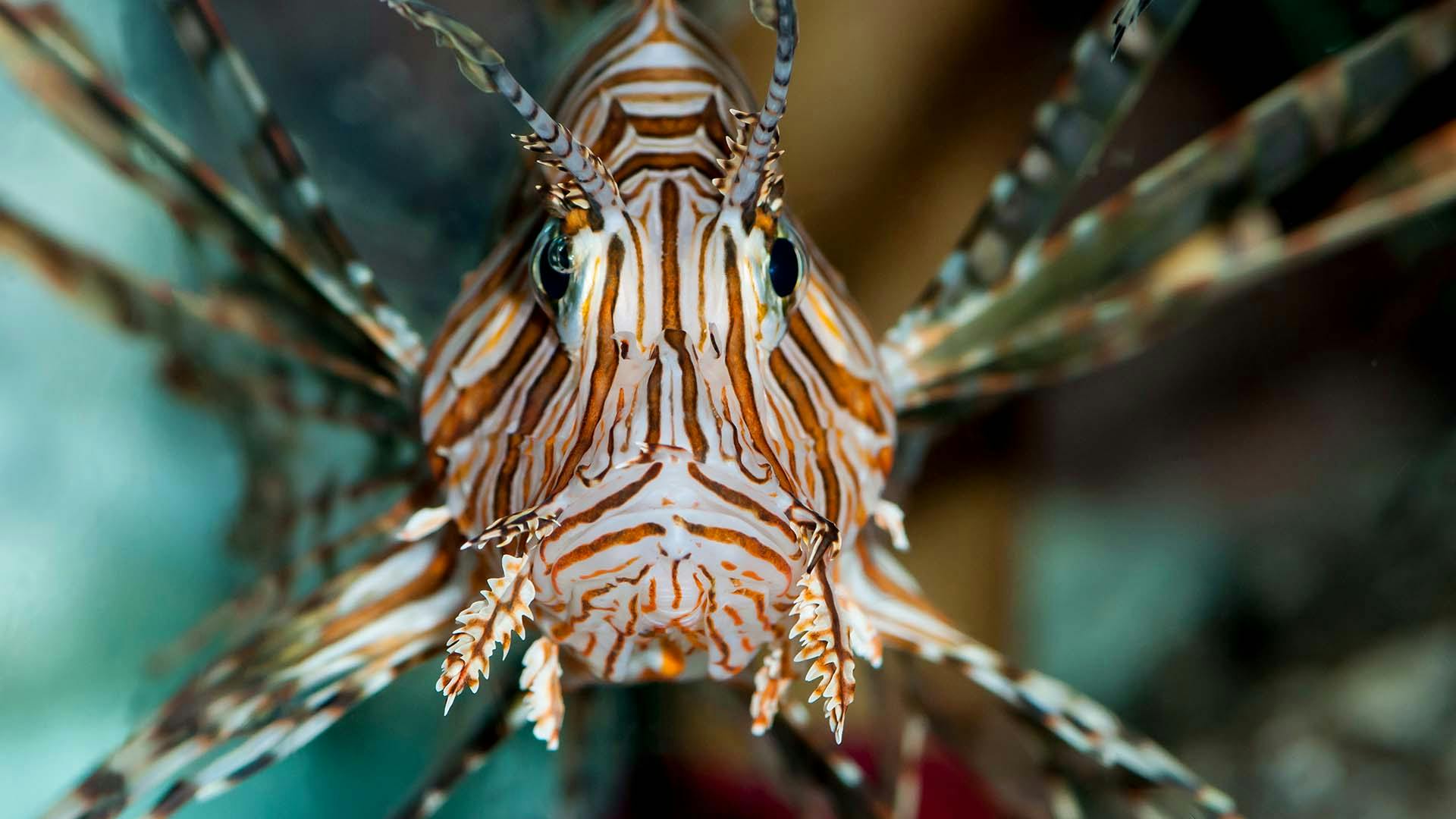 Deadly lionfish landed in Dorset | Angling Times
