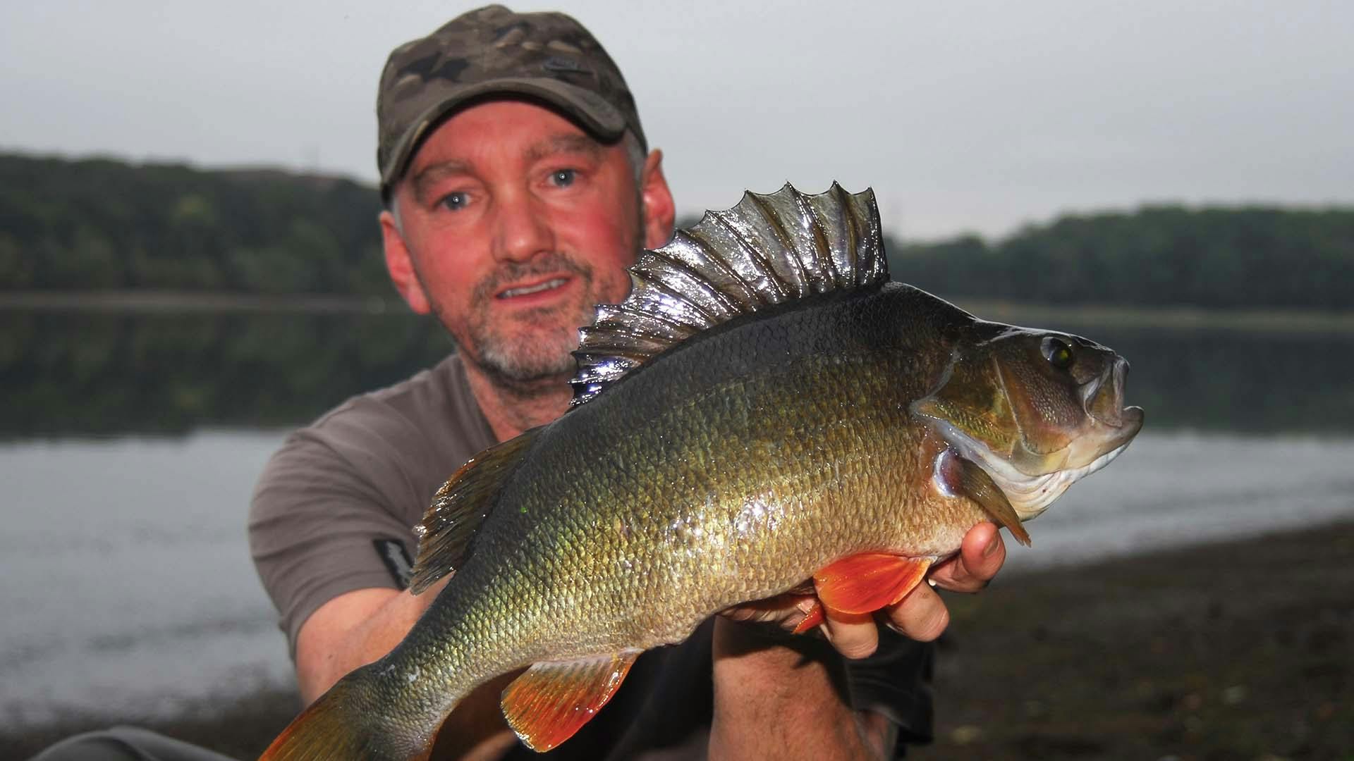 4lb-plus perch caught at range on massive stillwater | Angling Times