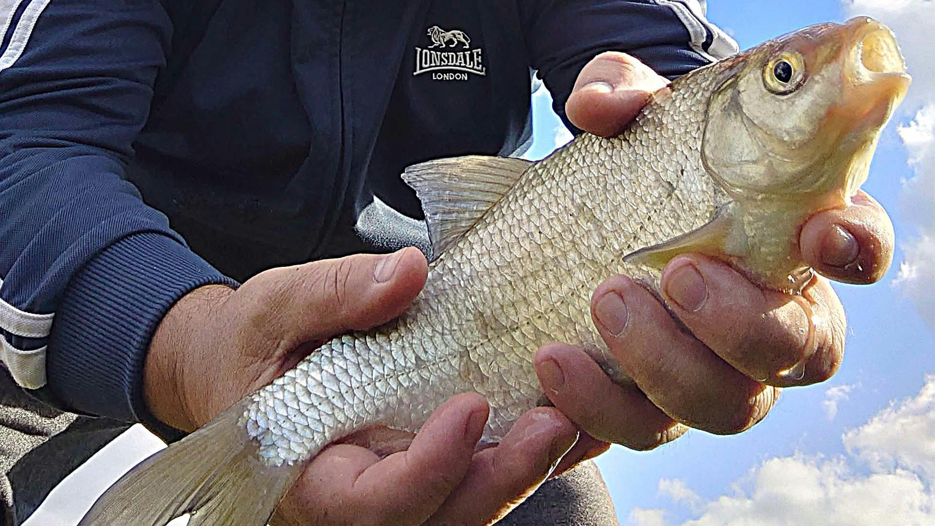 ‘Record-shaking dace’ landed from a lake | Angling Times