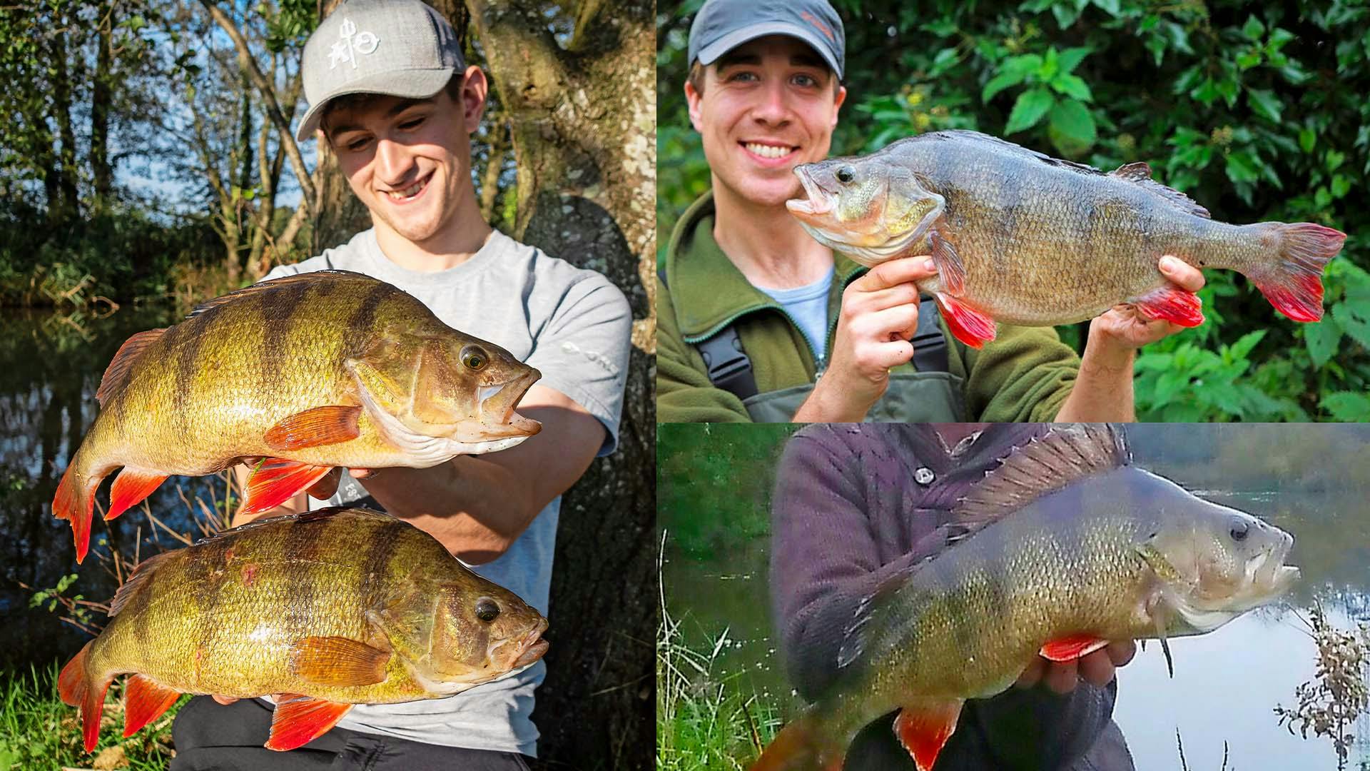 Monster perch season is here! | Angling Times