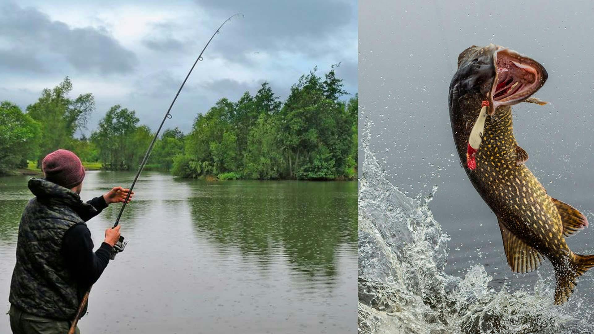 Why do some coarse fish fight harder than others? | Angling Times