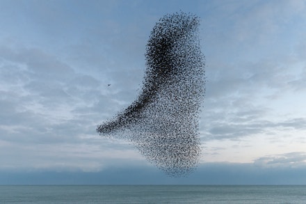 falson strike a starling murmuration under attack alex bamford