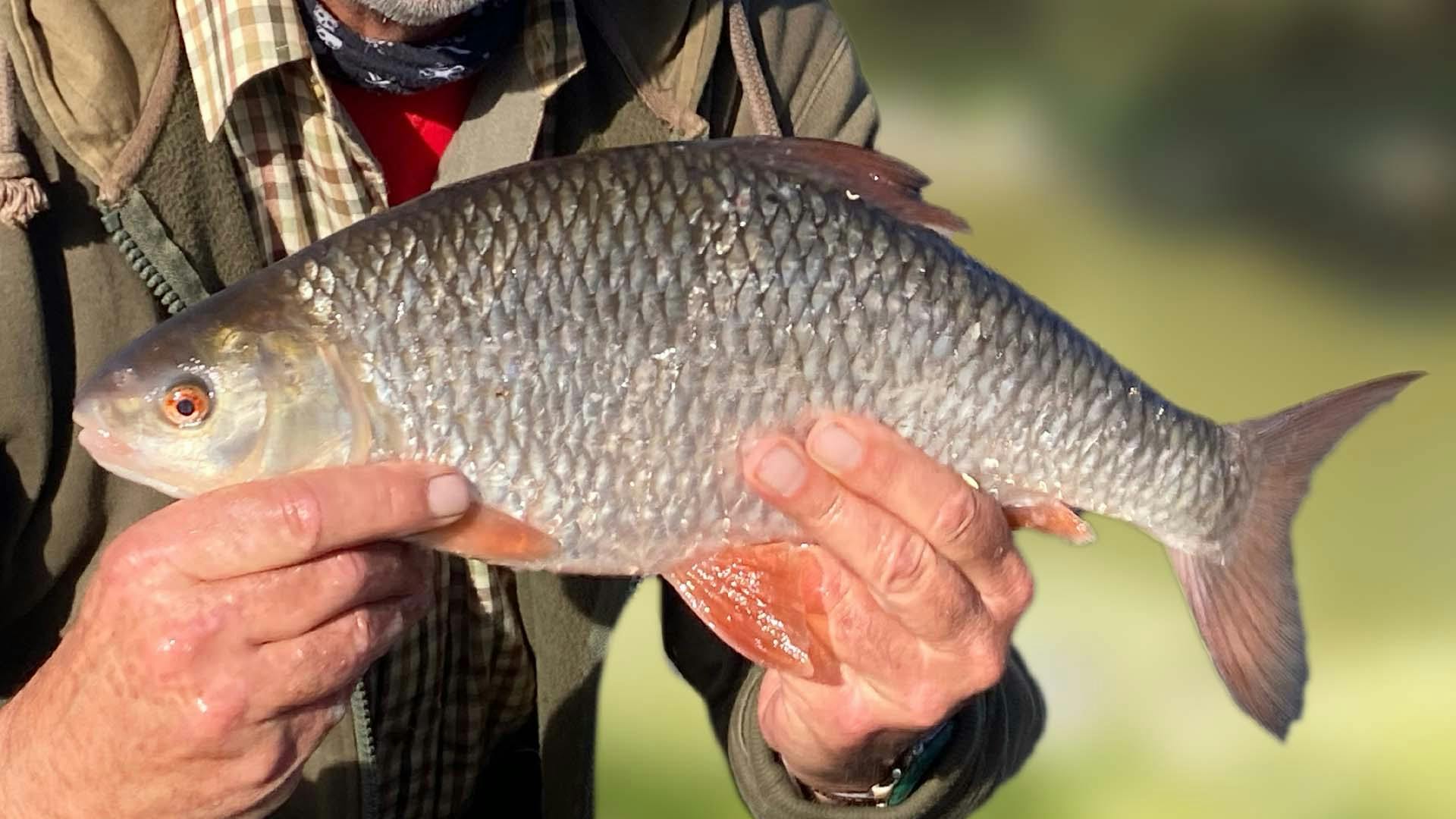 Monster 3lb-plus river redfin! | Angling Times