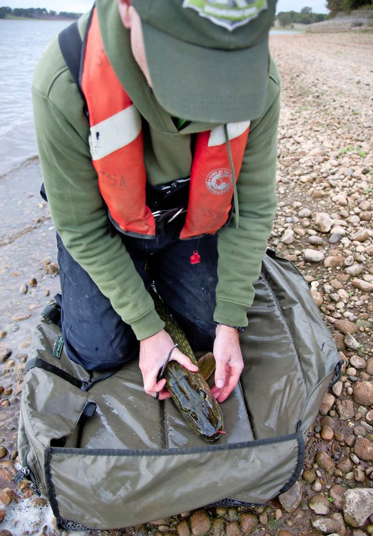 How to safely handle and unhook pike | Angling Times