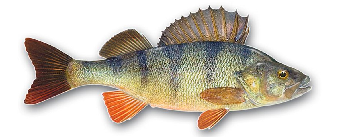 What is a ‘specimen’ fish? | Angling Times