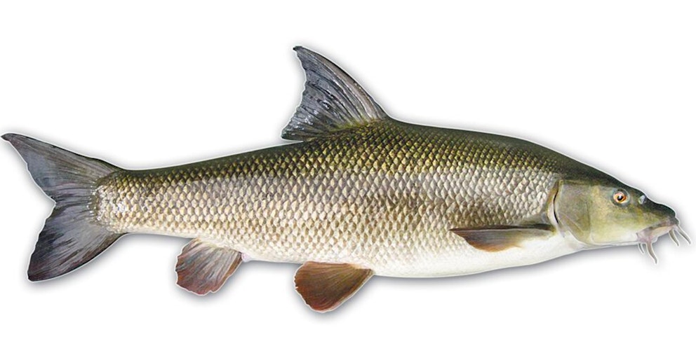 What is a ‘specimen’ fish? | Angling Times