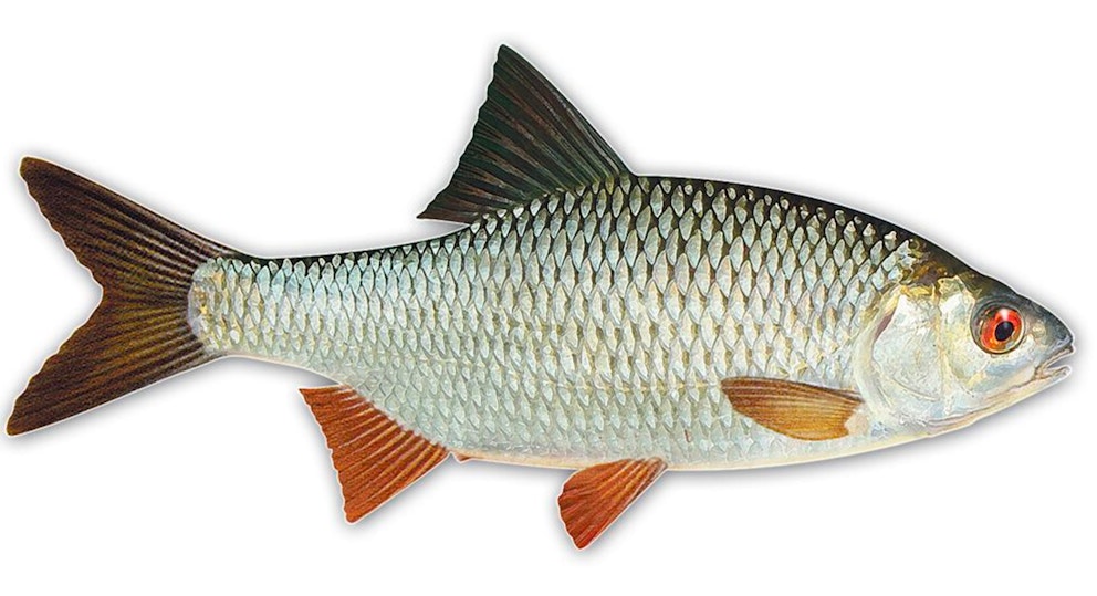 What is a ‘specimen’ fish? | Angling Times