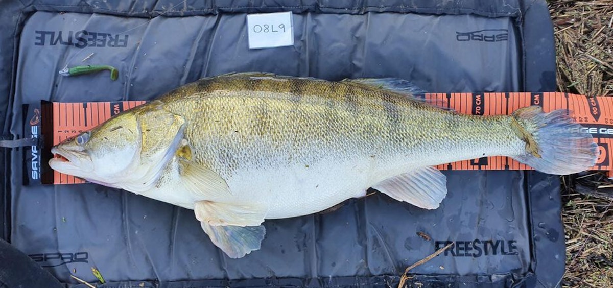 Giant zander rattles the British record! | Angling Times