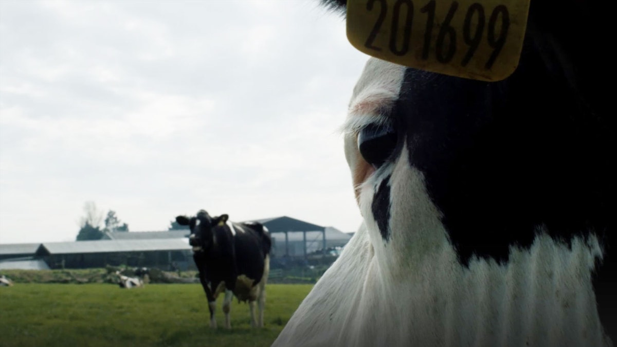 Cow Review | Movie - Empire