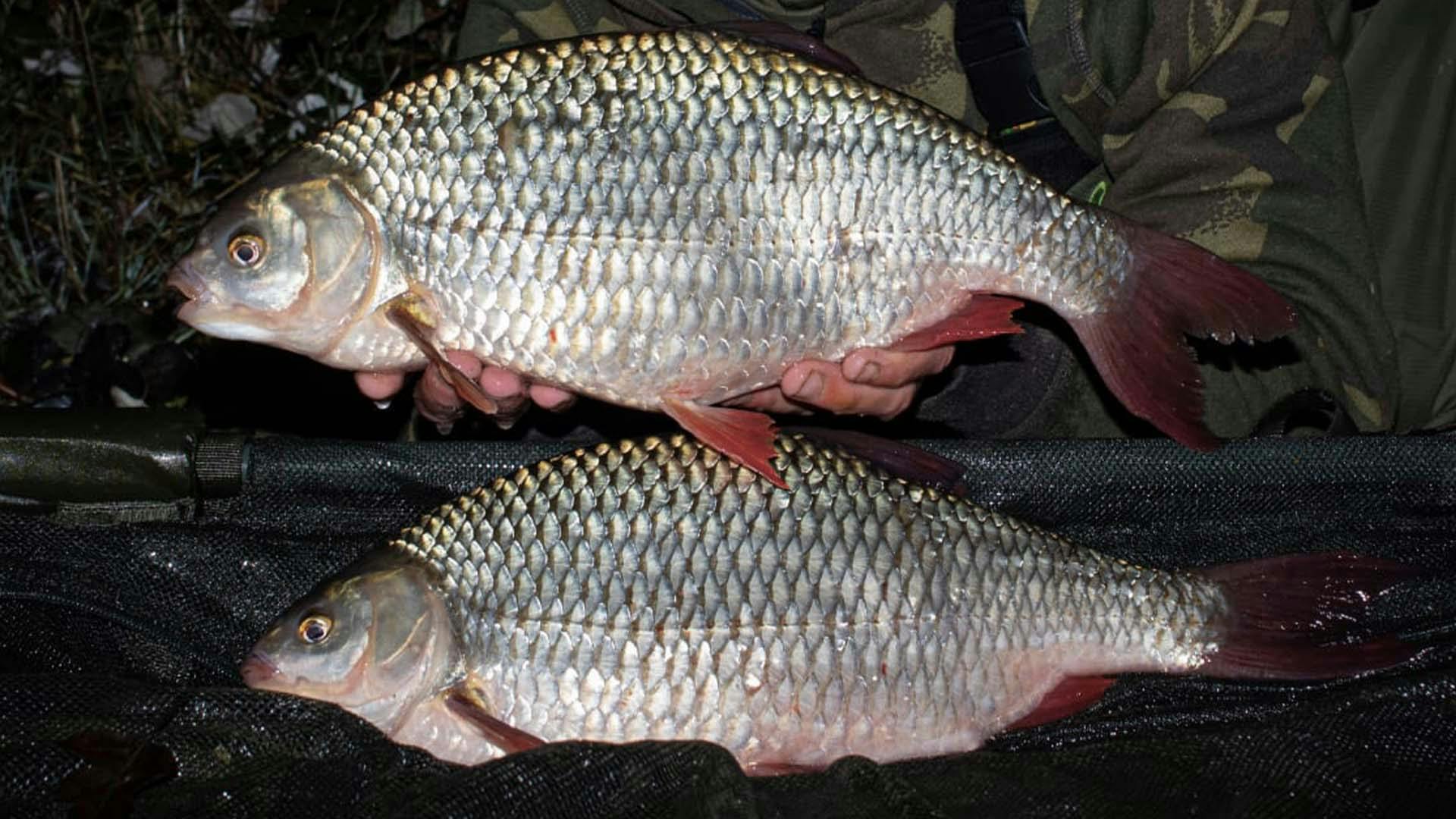 record roach brace.jpg?format=jpg&quality=80&width=960&height=540&ratio ...