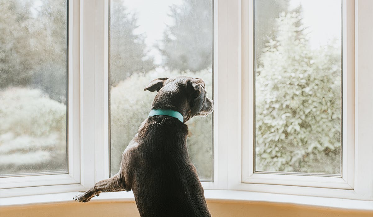 The best dog calming plug-in products for your anxious pup