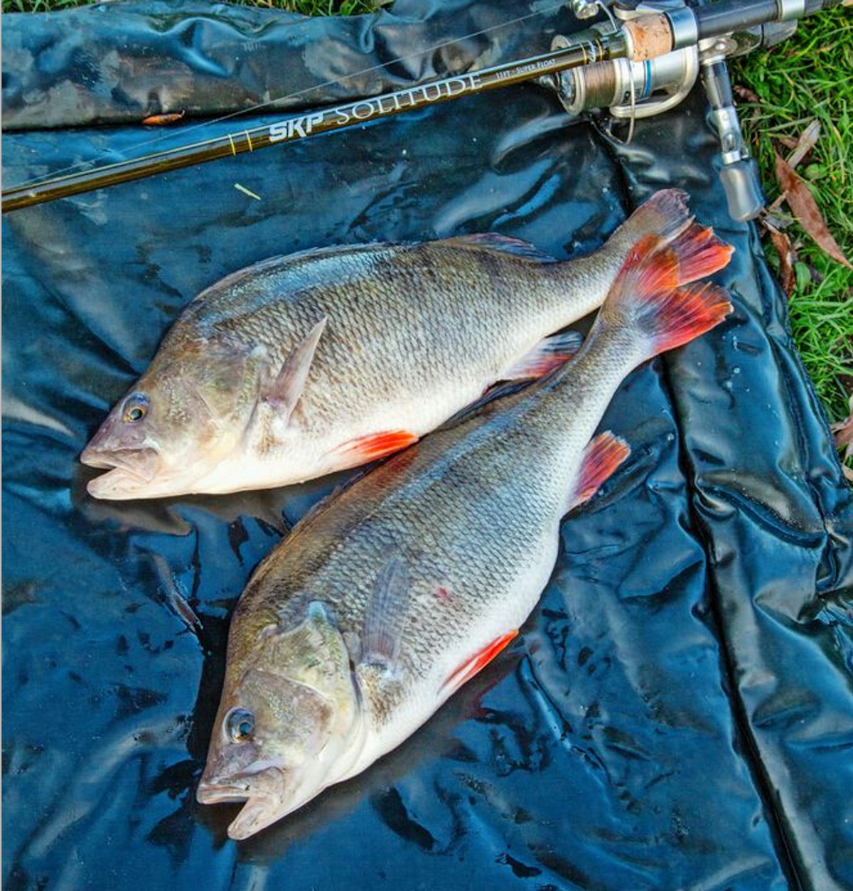 Shakespeare SKP Solitude Super Float rod review | Angling Times