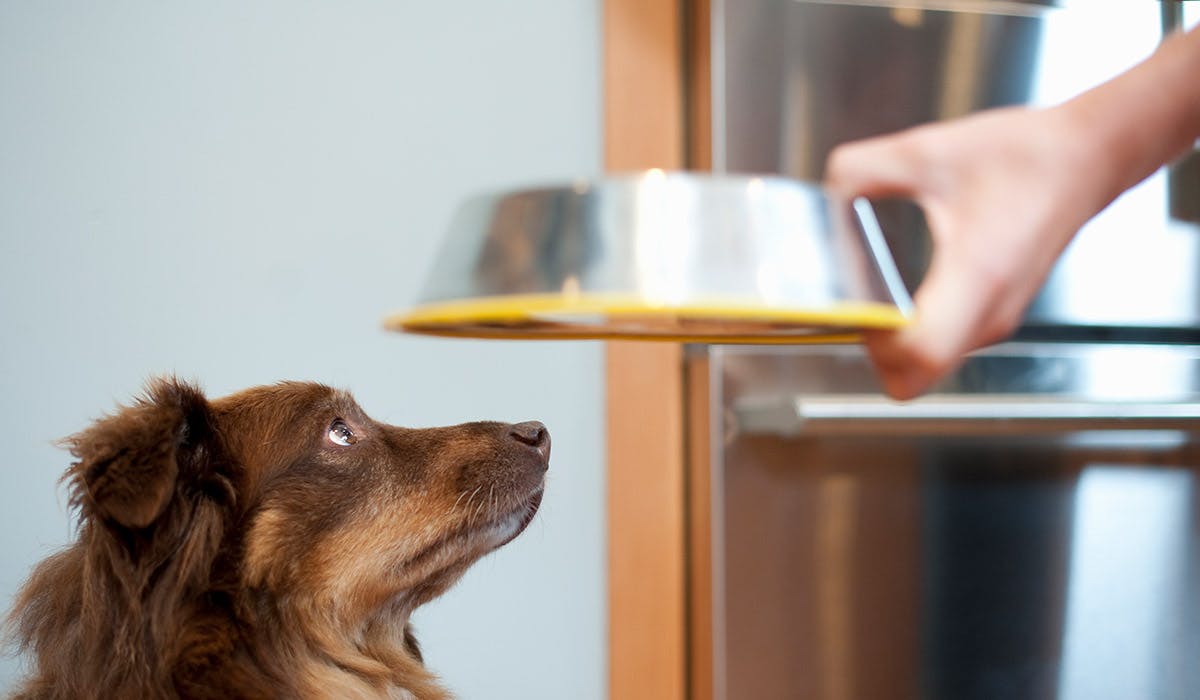 Dog food buying guide: how to pick the best food for your pooch