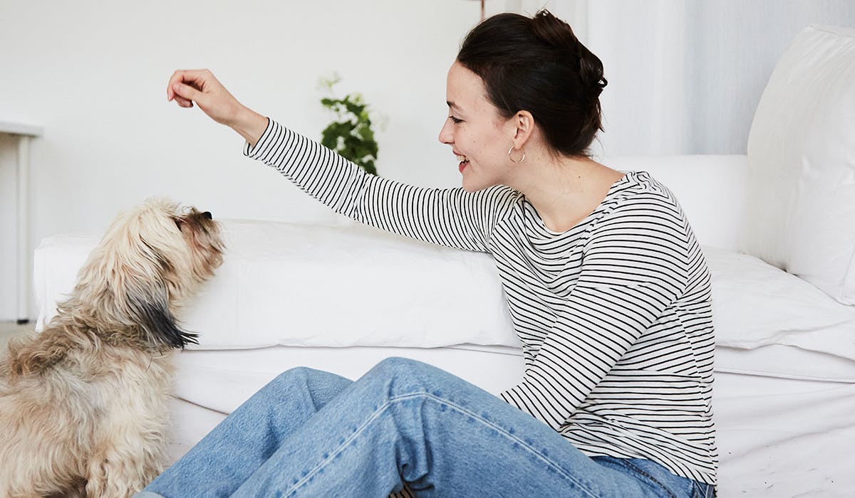 Dog training essentials guide