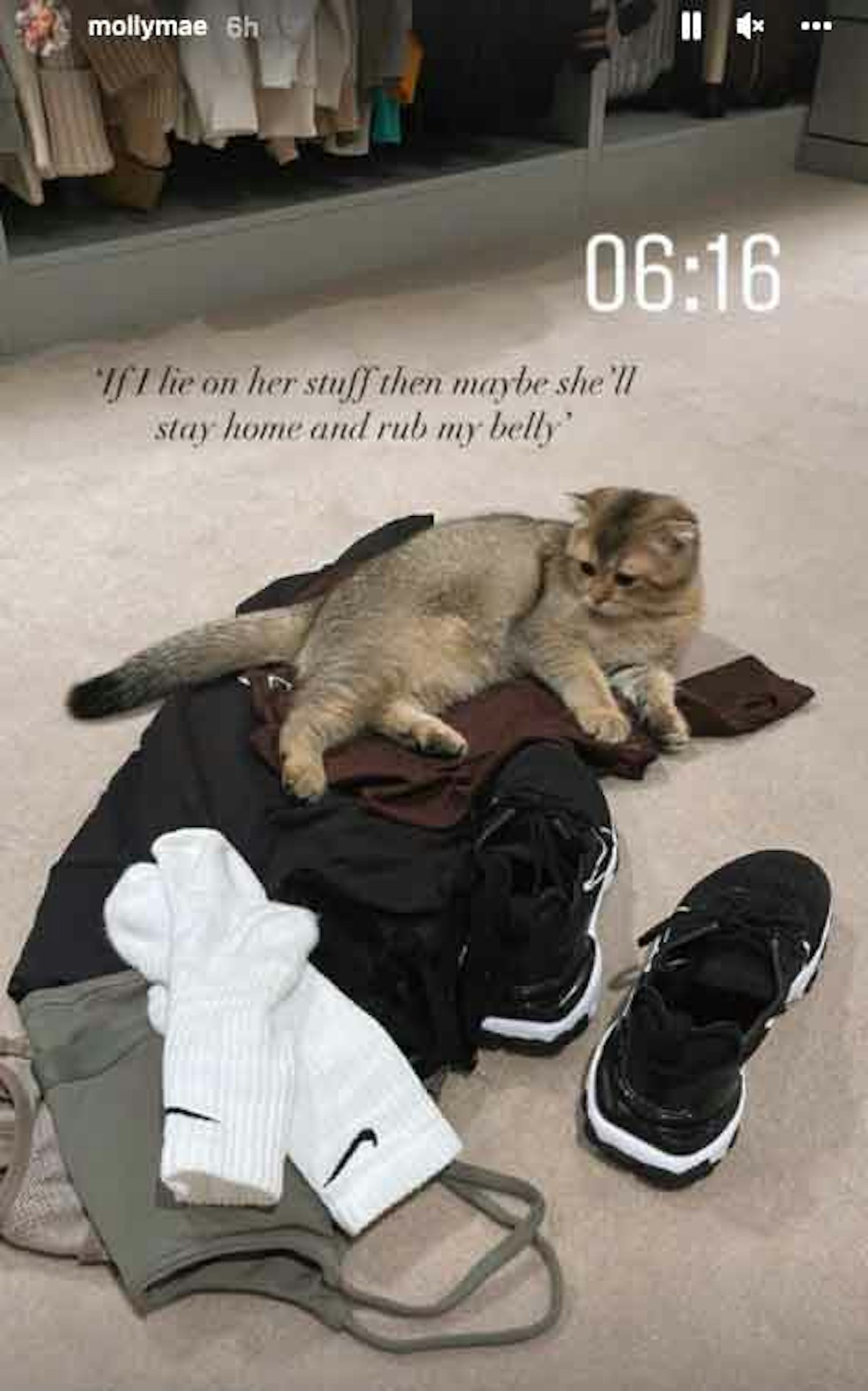 Molly-Mae's Hague's new kittens: everything you need to know about Eggy ...