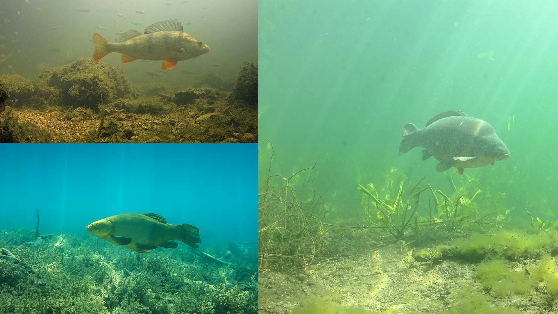 New study reveals the daily and seasonal habits of our favourite coarse ...