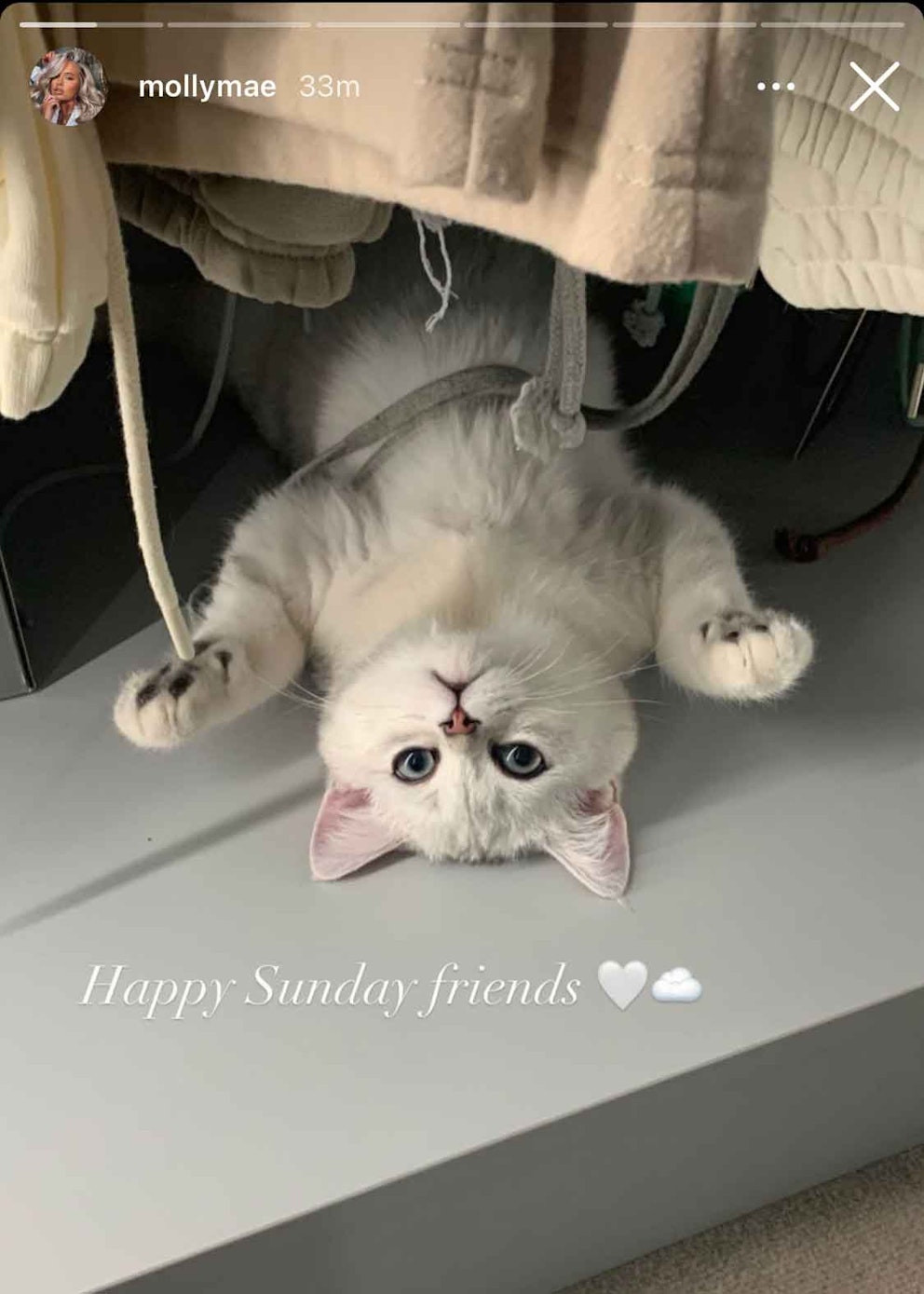 Molly-Mae's Hague's new kittens: everything you need to know about Eggy ...