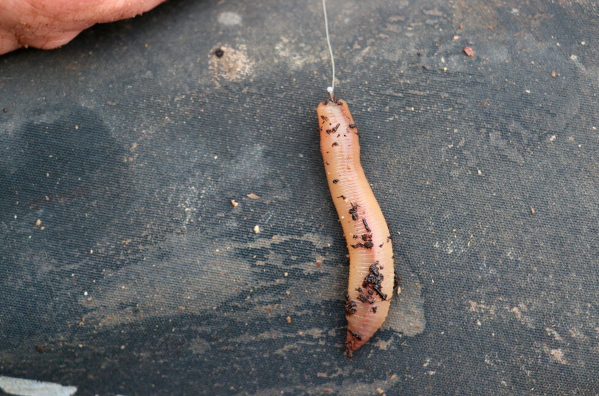 How to catch big nets of river perch | Hadrian Whittle | Angling Times
