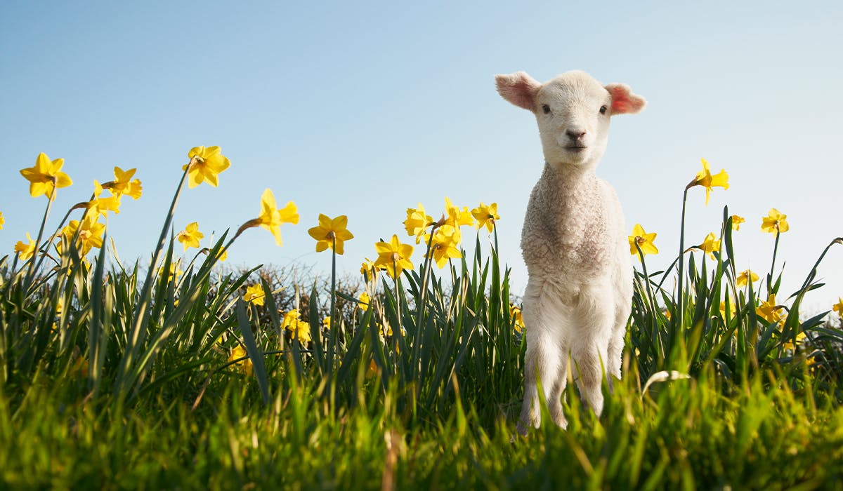 The first signs of spring to look out for