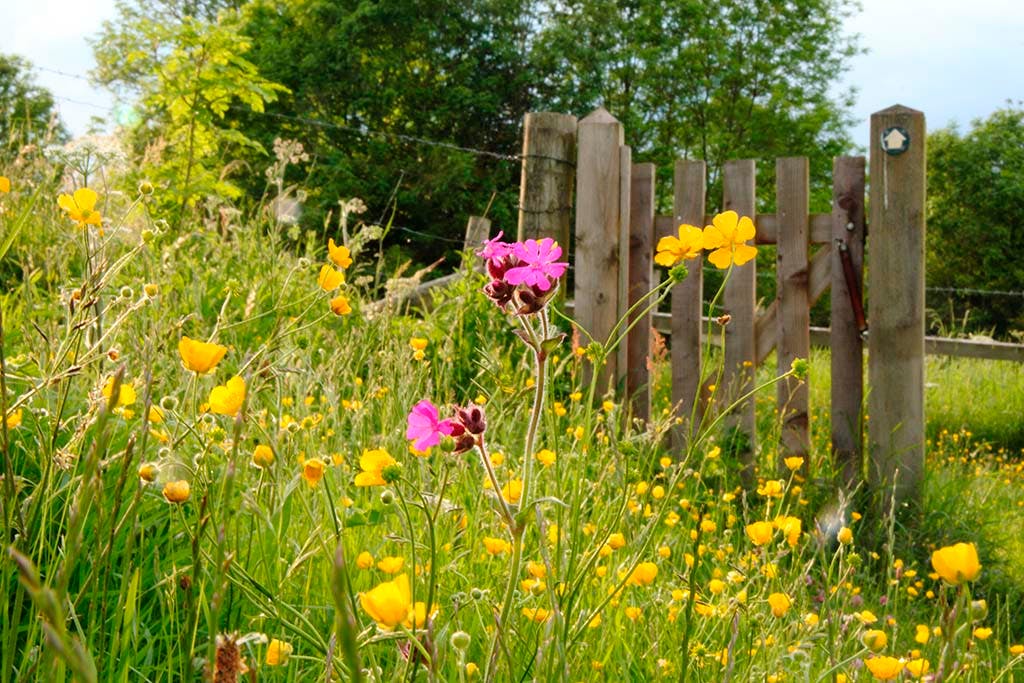 How to make a mini meadow | Garden Answers