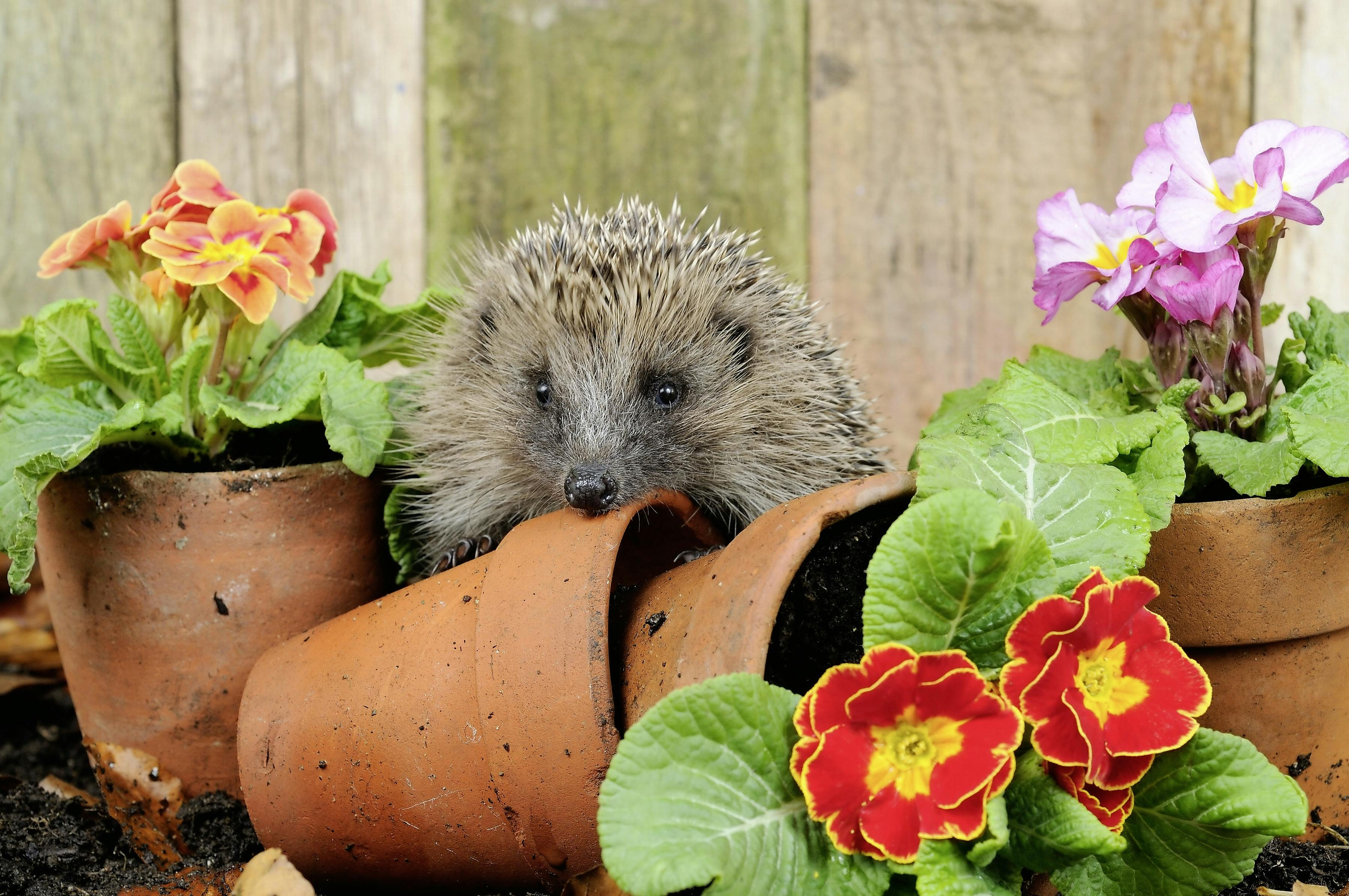 How to help hedgehogs | Garden News