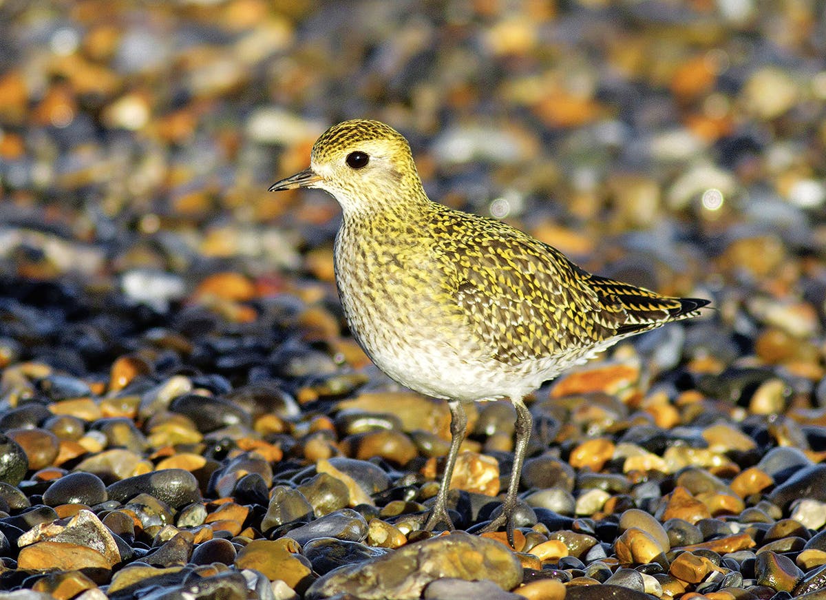 Alamy_2CC507N_Golden_Plover.jpg?format=jpg&quality=80&width=960&height ...