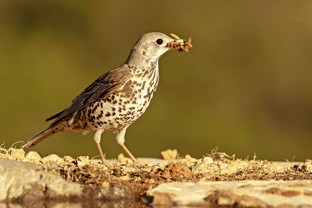 Mistle Thrush | Features | Bird Watching