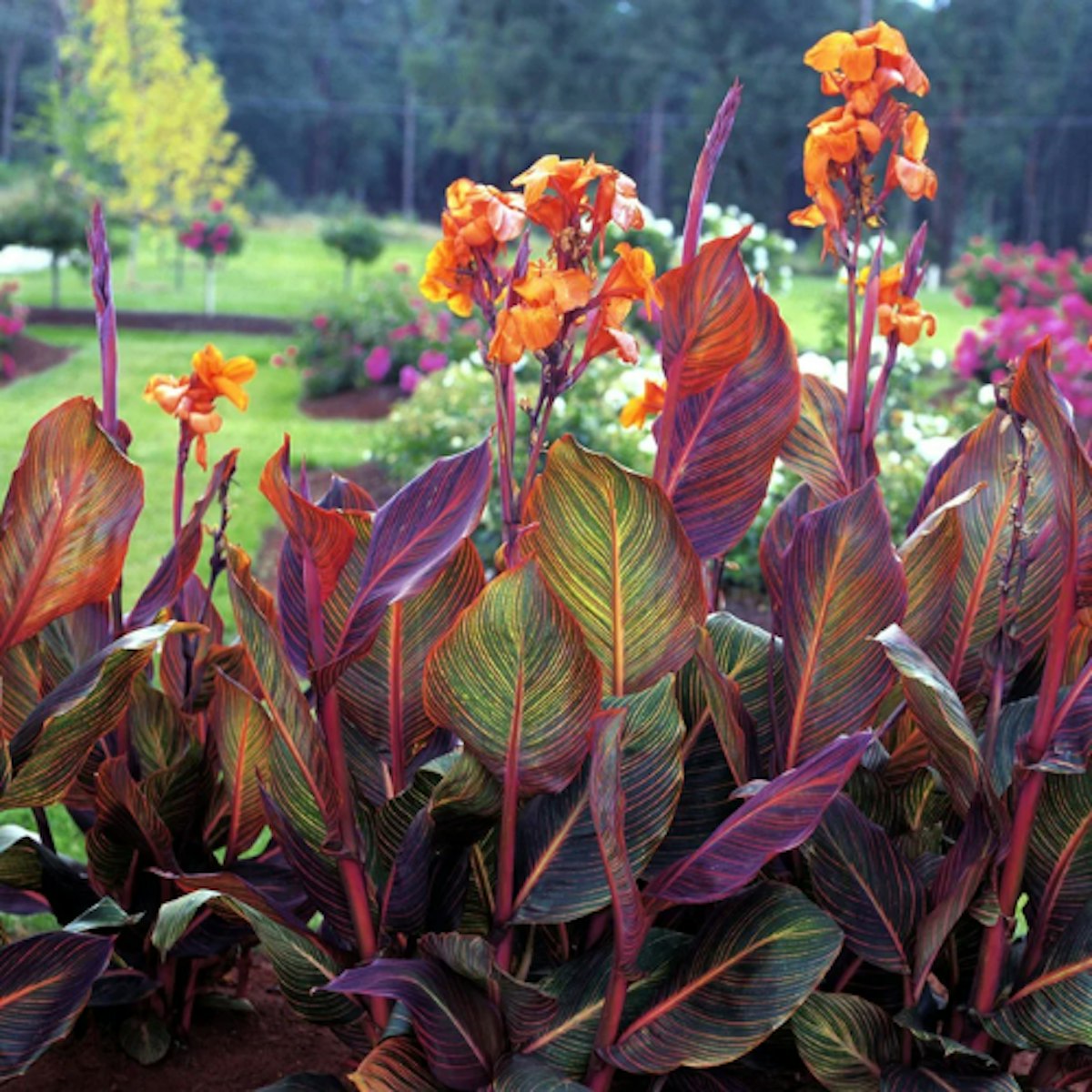 Canna Lily Care: How To Plant And Grow These Tropical Gems